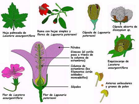 Las malváceas :: ENCICLOPEDIA JOSKAT